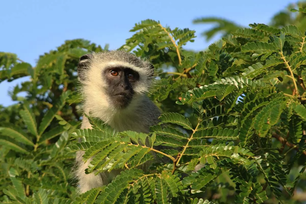 O manuki o Vervet o manuki papaʻa.