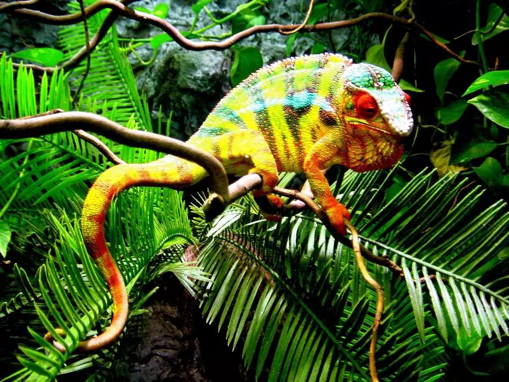 Chameleon vždy měl