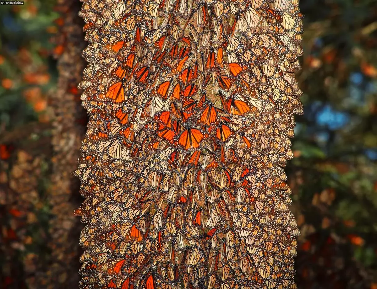 Ang monarch ay simbolo ng insekto ng maraming mga estado sa Estados Unidos.