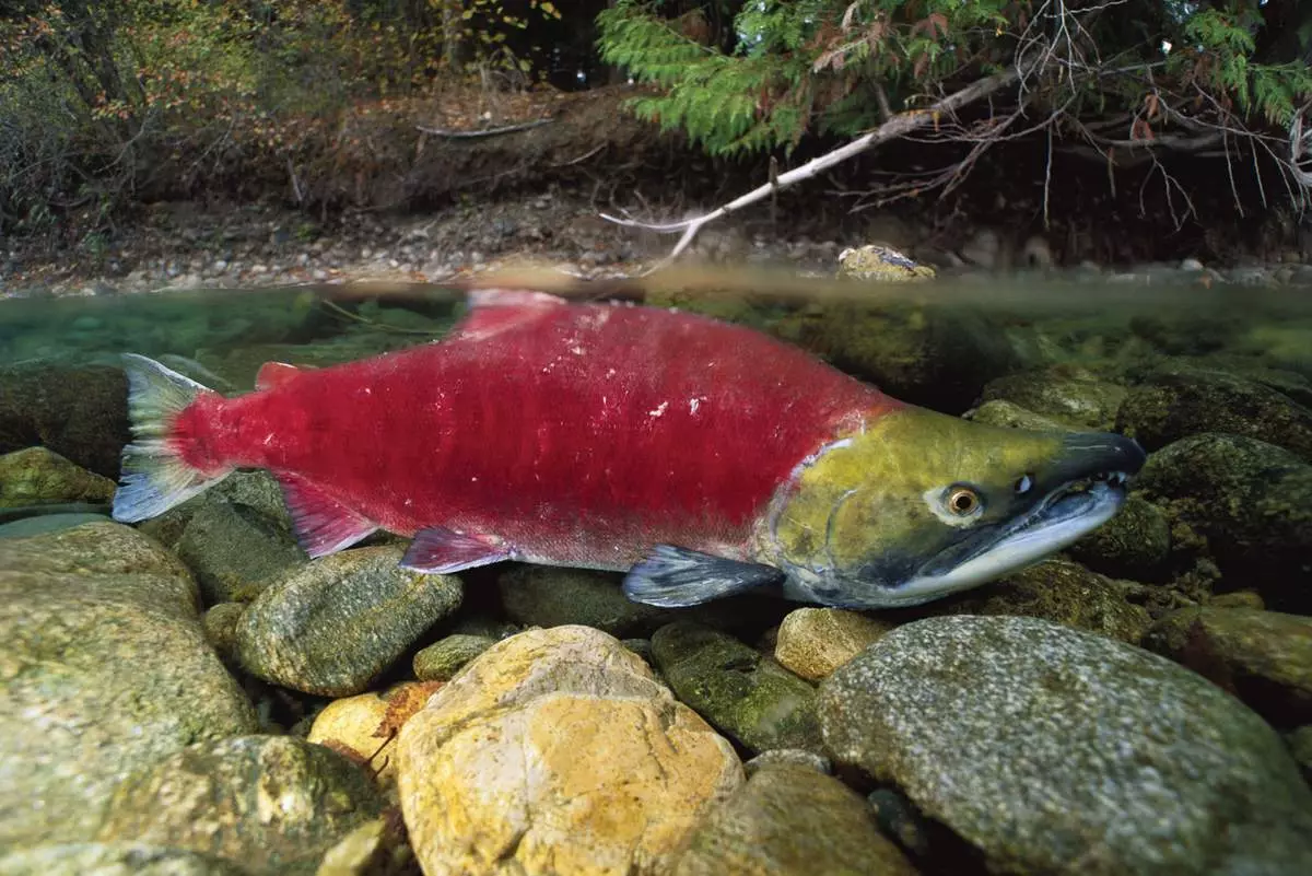 Ikan sockeye berubah warna dalam tempoh pemijahan.