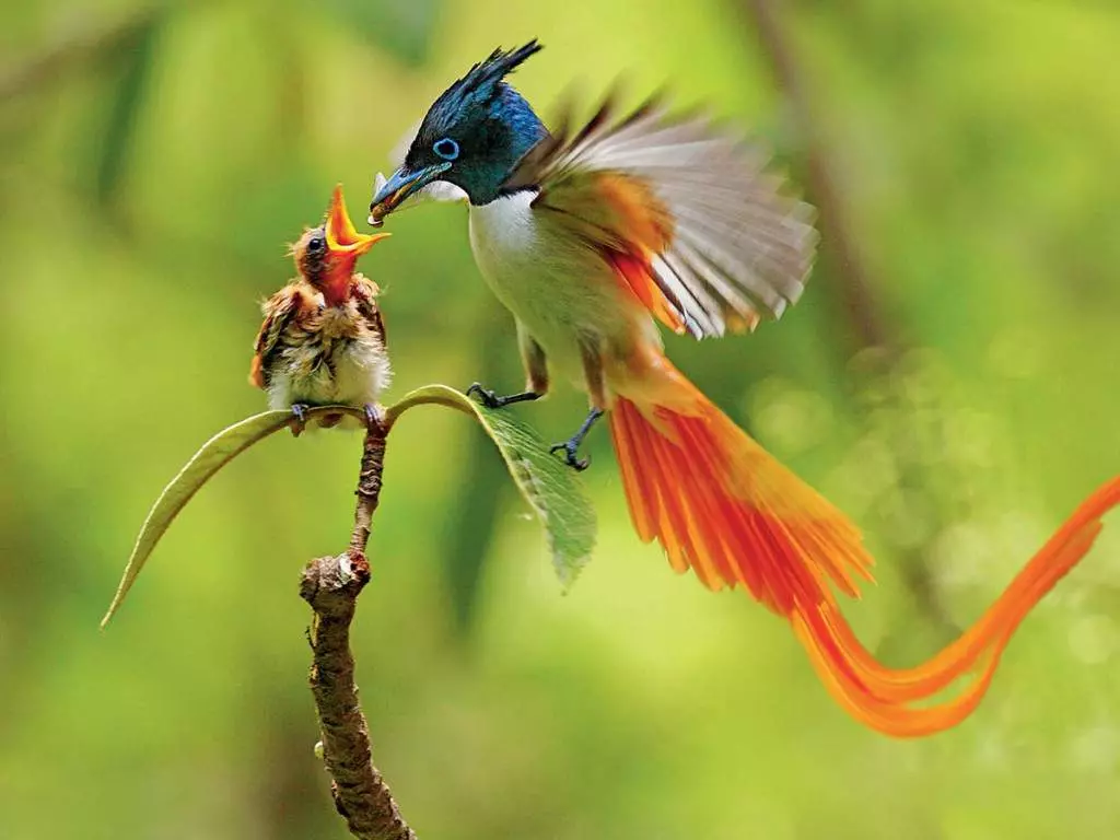 Pemburu nembak manuk swarga dadi akeh amarga plumage sing akeh banget.