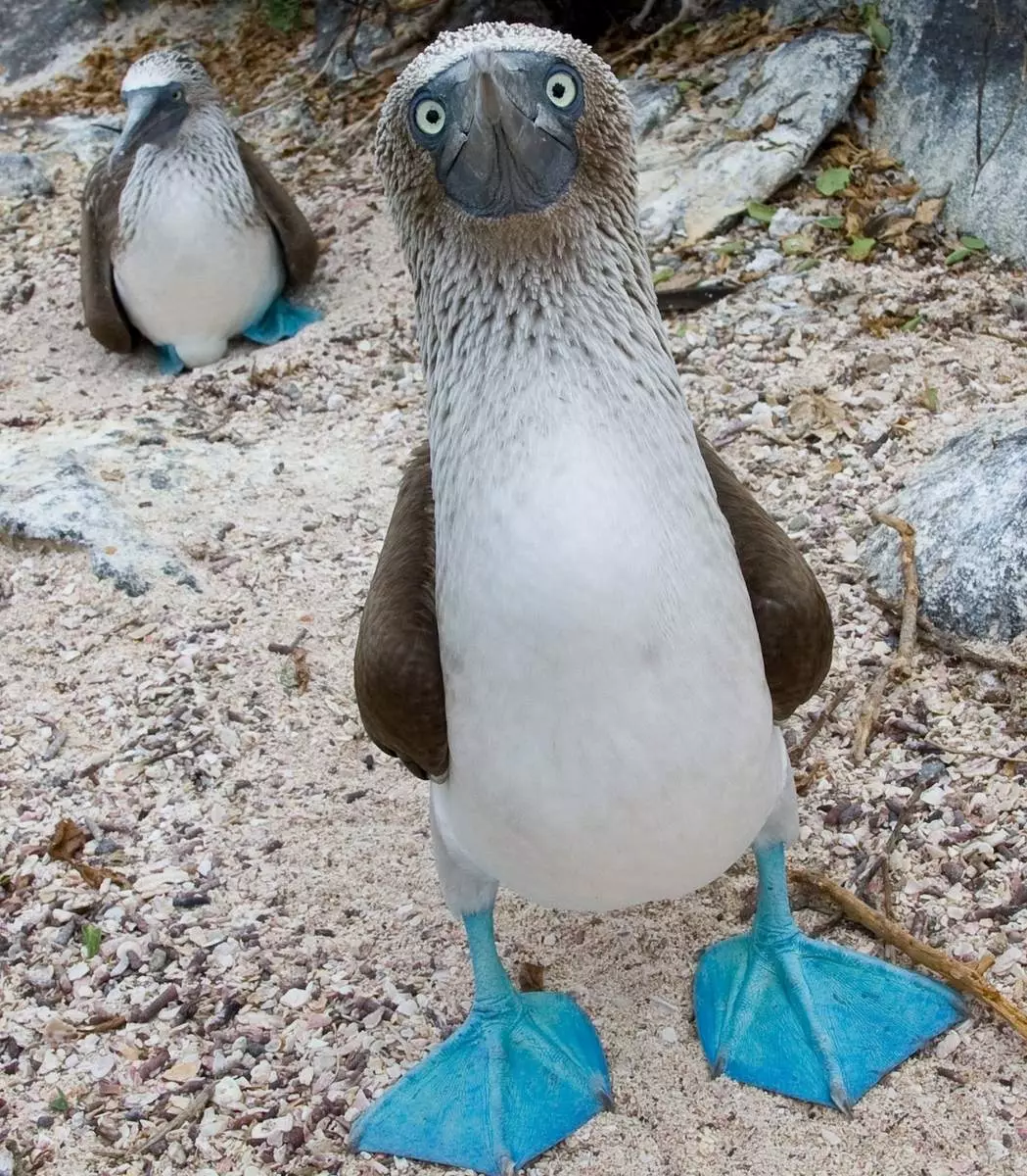 Las hembras de alcatraces prefieren al macho con patas de color azul y descuidan al macho, cuyas patas aparecen de color gris azulado.