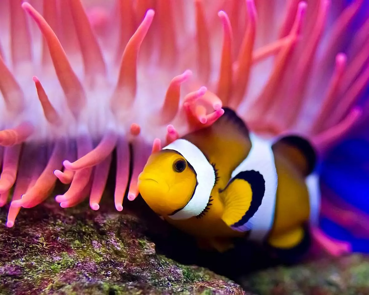 Ang clown fish usa ka lainlaig kolor nga cartoon fish.