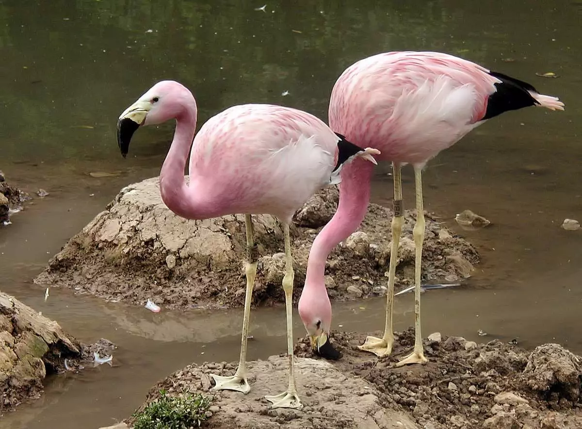 Flamenkoak lumaje arrosa duten hegazti paregabeak dira.