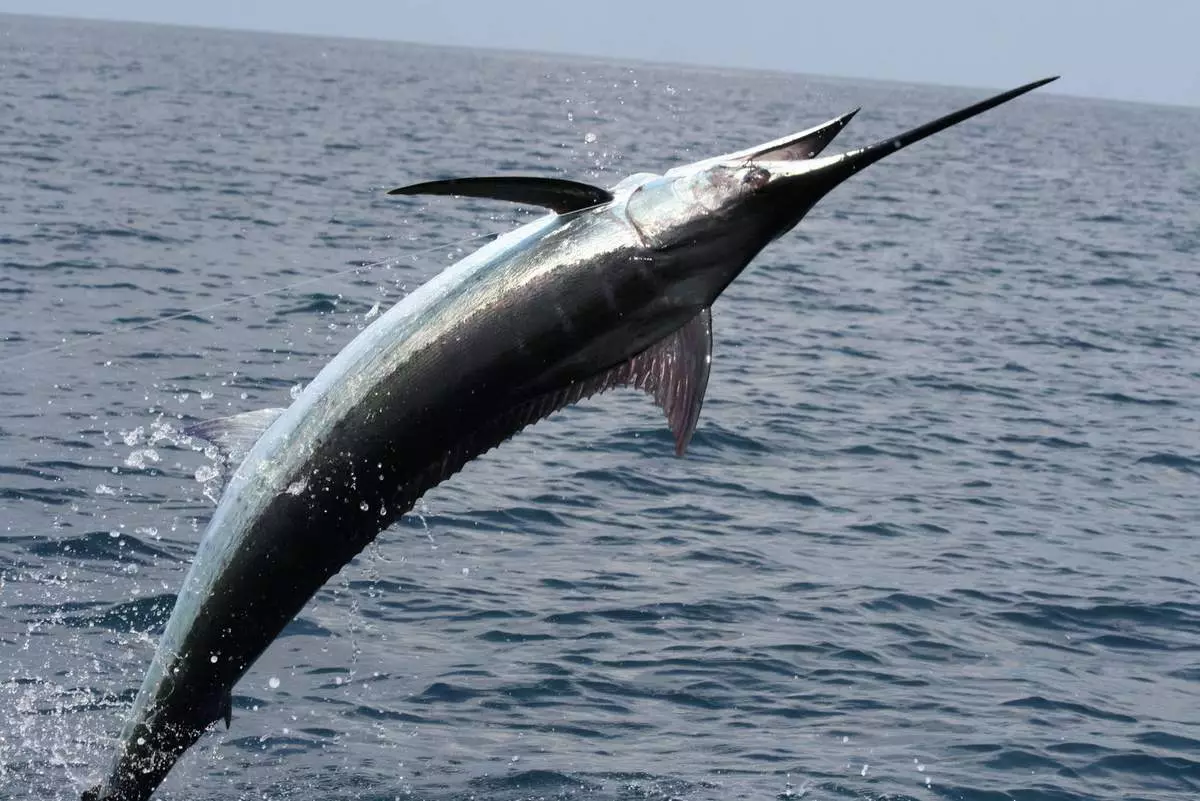 La barca a vela è uno dei pesci più veloci.