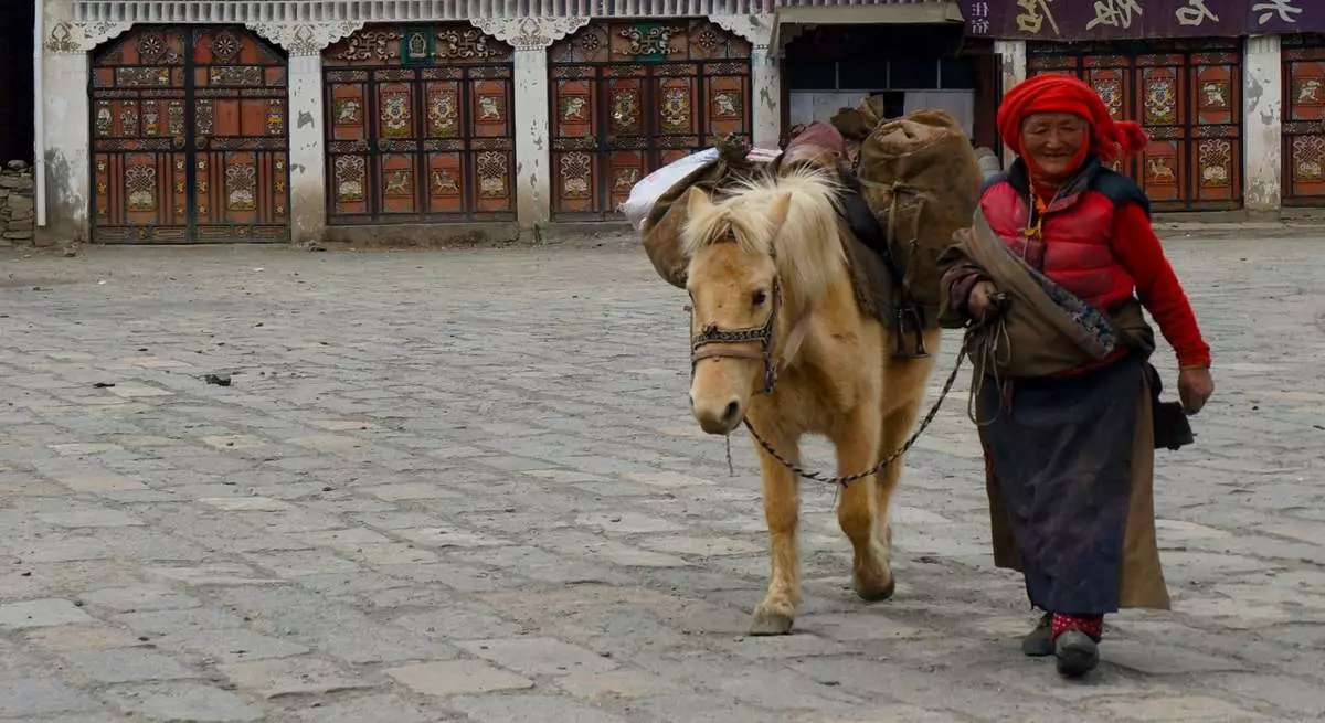 A tibeti sószínű póni óriási állóképességgel és erővel rendelkezik.