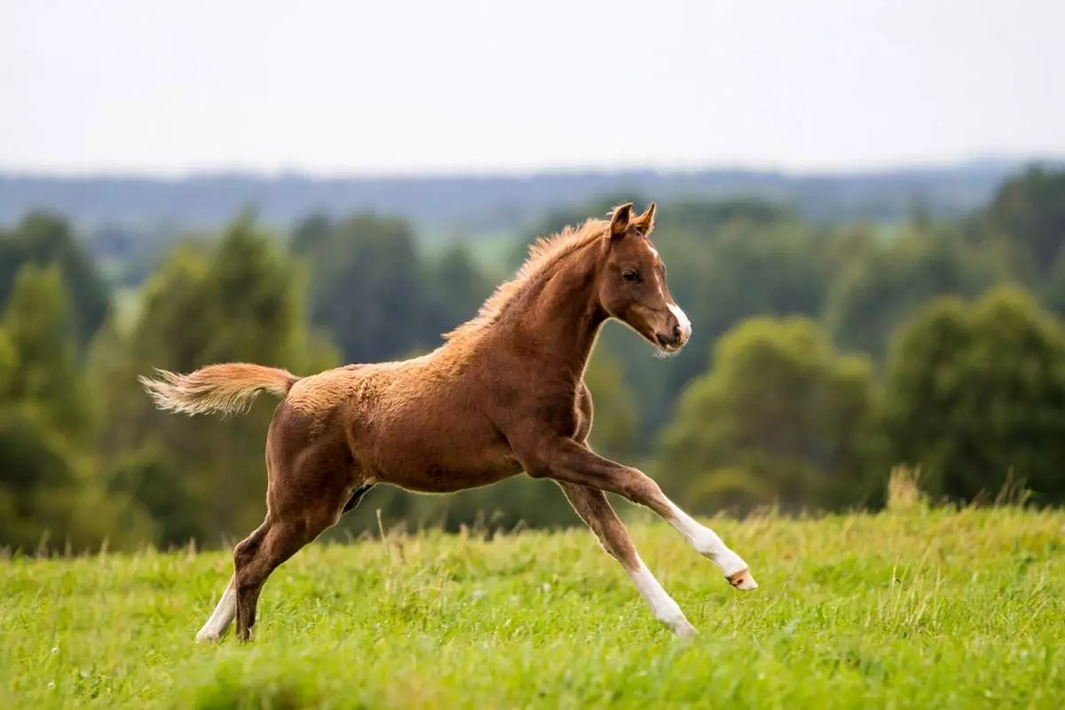 Poni i Uellsit është i mirë për fëmijët që duan të mësojnë të hipin.