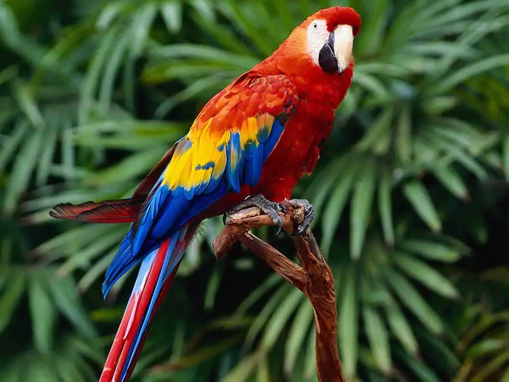 鸚鵡是樹棲鳥類。有些物種生活在山區。