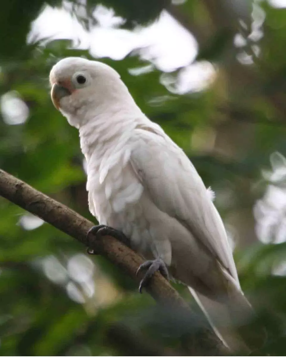 Isang Solomon cockatoo na nakatira sa matangkad na tropikal na kagubatan na may mahusay na umunlad na siksik na undergrowth.