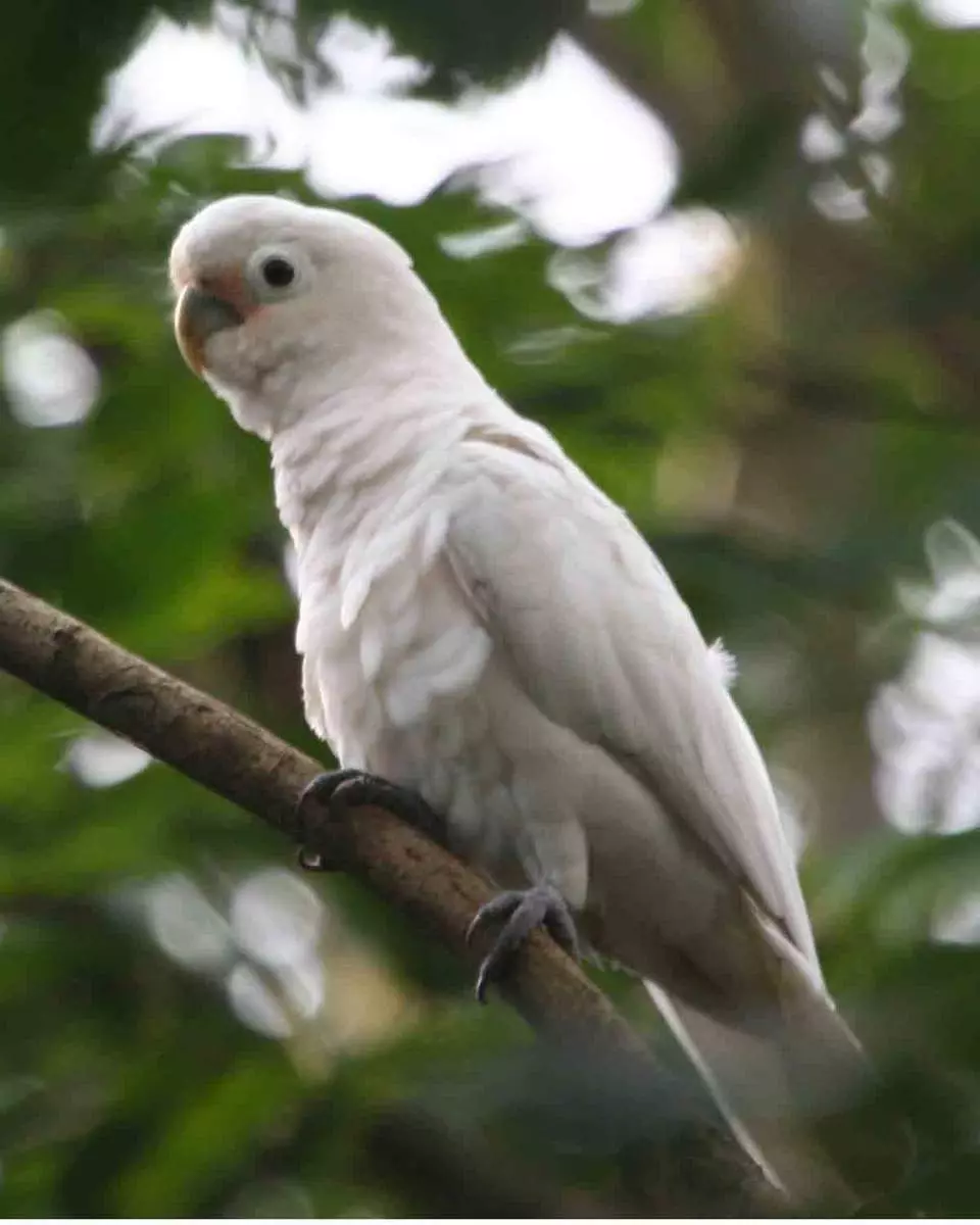 Solomoni cockatoo kan ti o ngbe ni awọn igbo igbona giga ti o ni idagbasoke ti o ni idagbasoke.