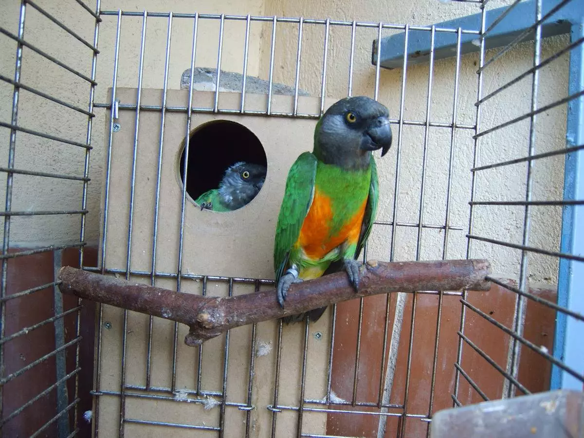 Papoušek senegalský je nenáročný pták, ale velmi bystrý a obratný. Rychle si na člověka zvykne.