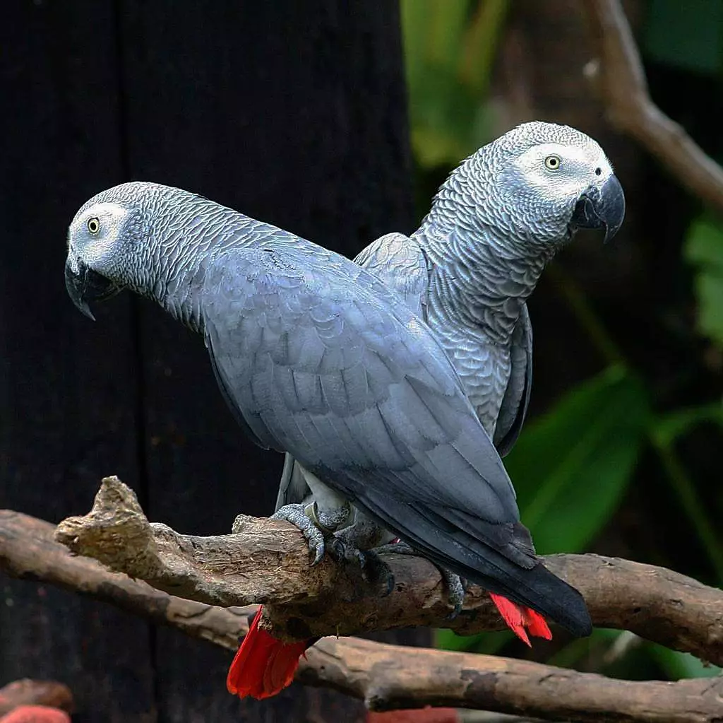 अफ्रीकी ग्रे तोता, जैको, सीआईटीईएस सूची में शामिल है, जो जंगली पकड़े गए पक्षियों के व्यापार को प्रतिबंधित करता है।