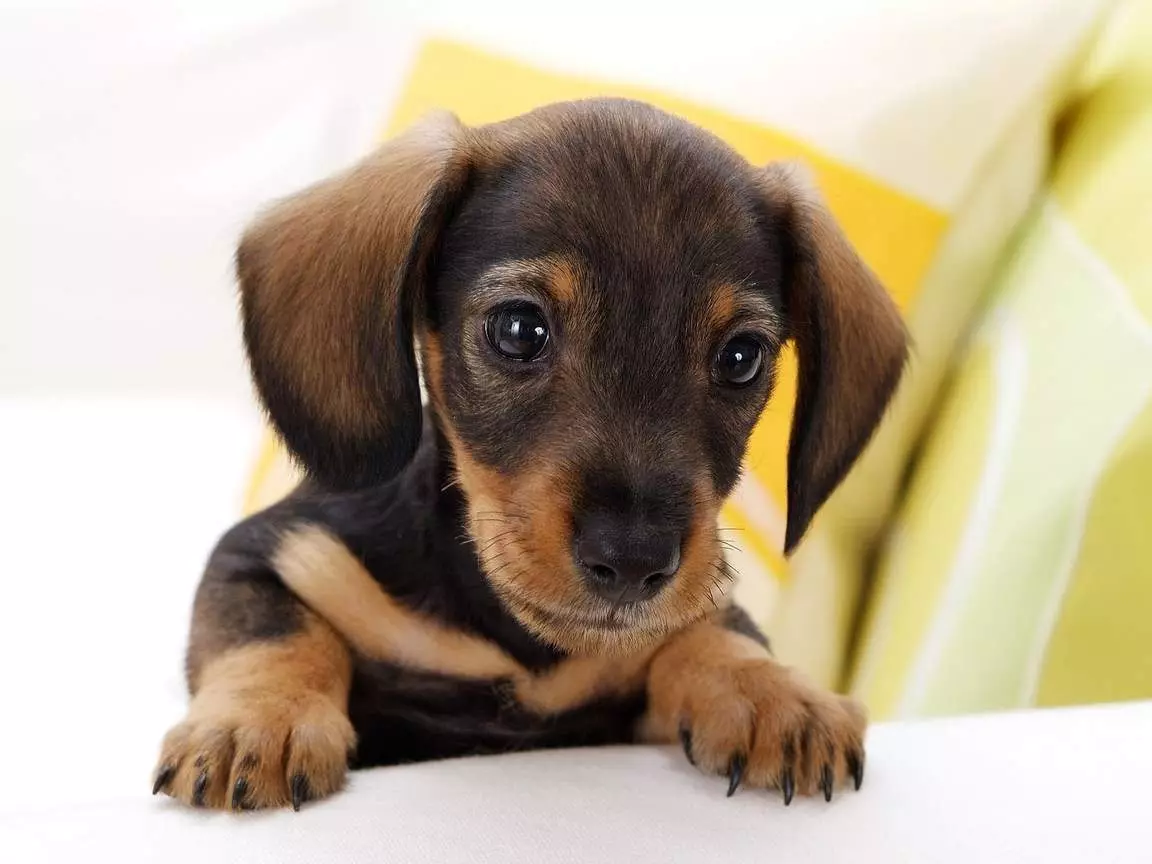 Shorthaired dachshund puppy.
