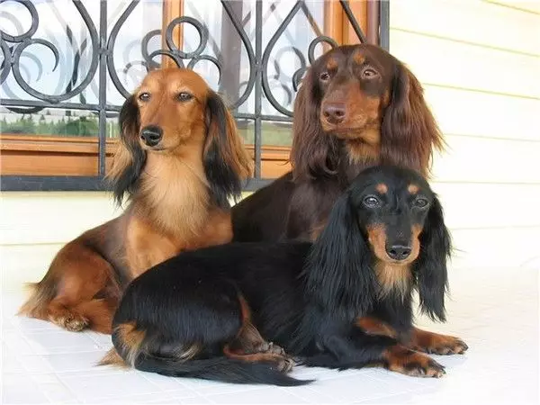 الكلاب الألمانية ذات الشعر الطويل.