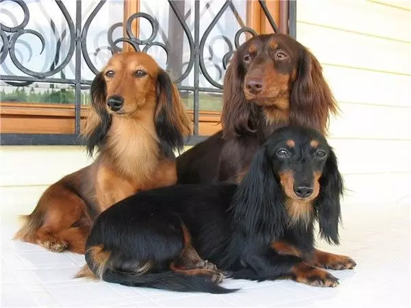 Mga dachshund na may mahabang buhok.