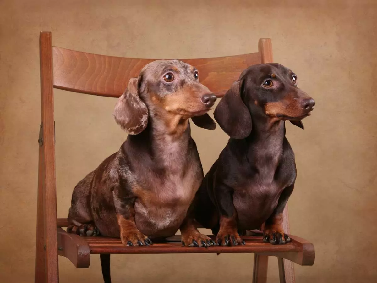 Dachshund është një qen i shkathët.