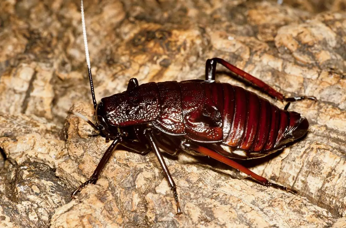 Cockroach (Blattodea).