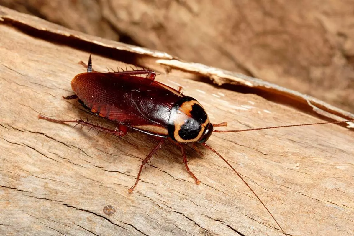 Kakkerlakken worden beschouwd als de snelste insecten ter wereld, dus het najagen van het schepsel wordt vaak bekroond met mislukking.