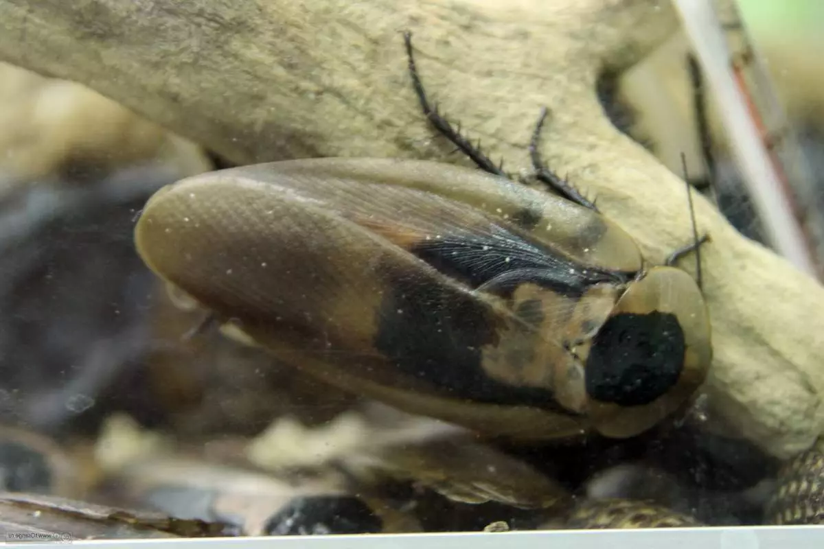 Insectenliefhebbers houden grote kakkerlakken in hun aquarium.