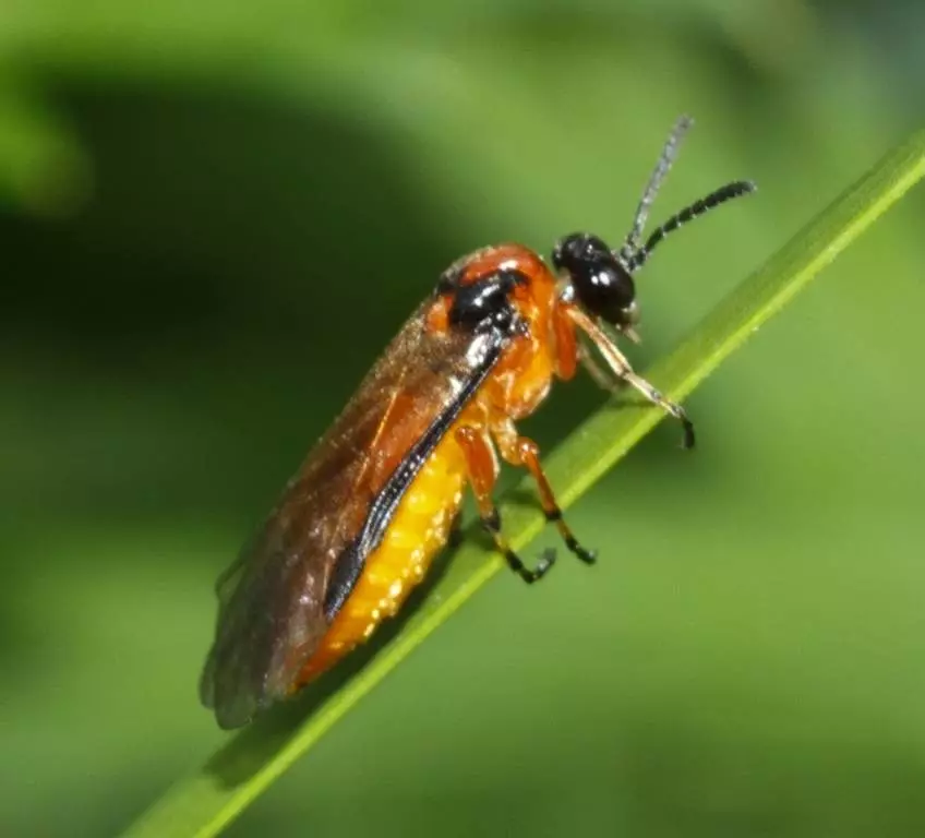 Rape sawfly (Athalia rosae).