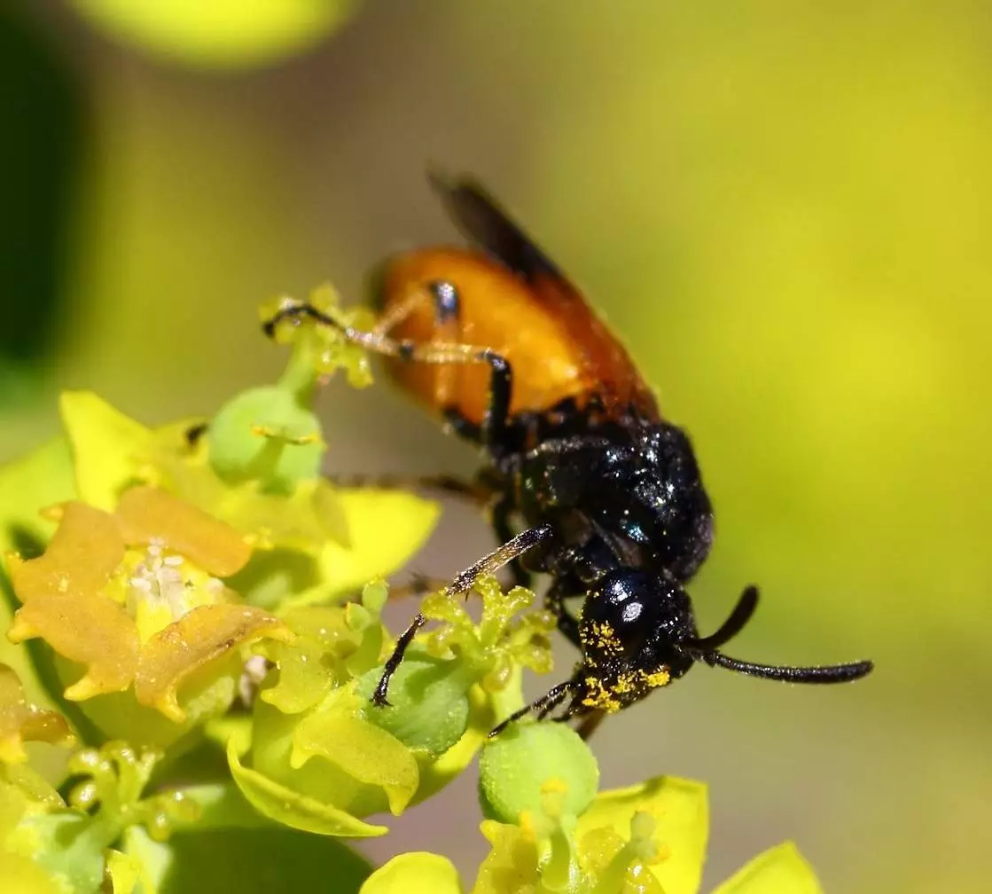 În anii cu un număr mare de dăunători, până la 80-95% din plantele acestor culturi au murit.