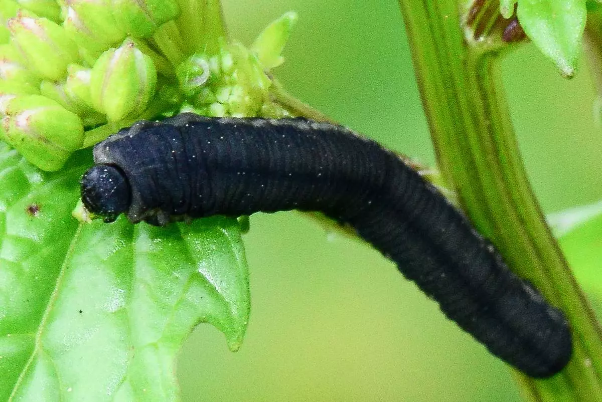 Oviposysje duorret 20-30 dagen, wêrby't it wyfke 200-300 aaien leit.