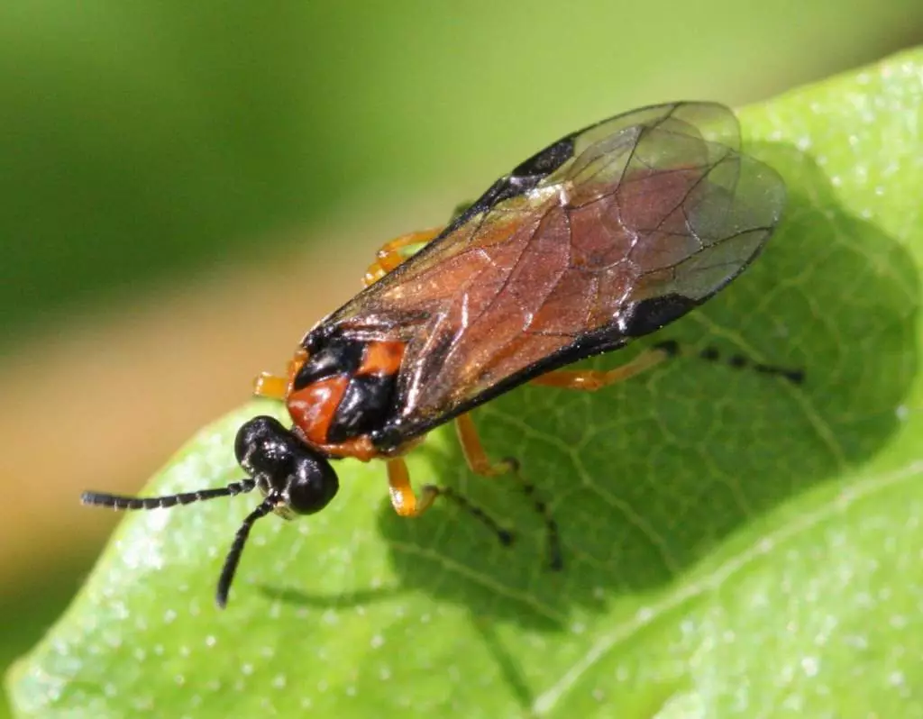 Mabuu ya sawfly ya ubakaji wa kizazi cha kwanza ni hatari sana.