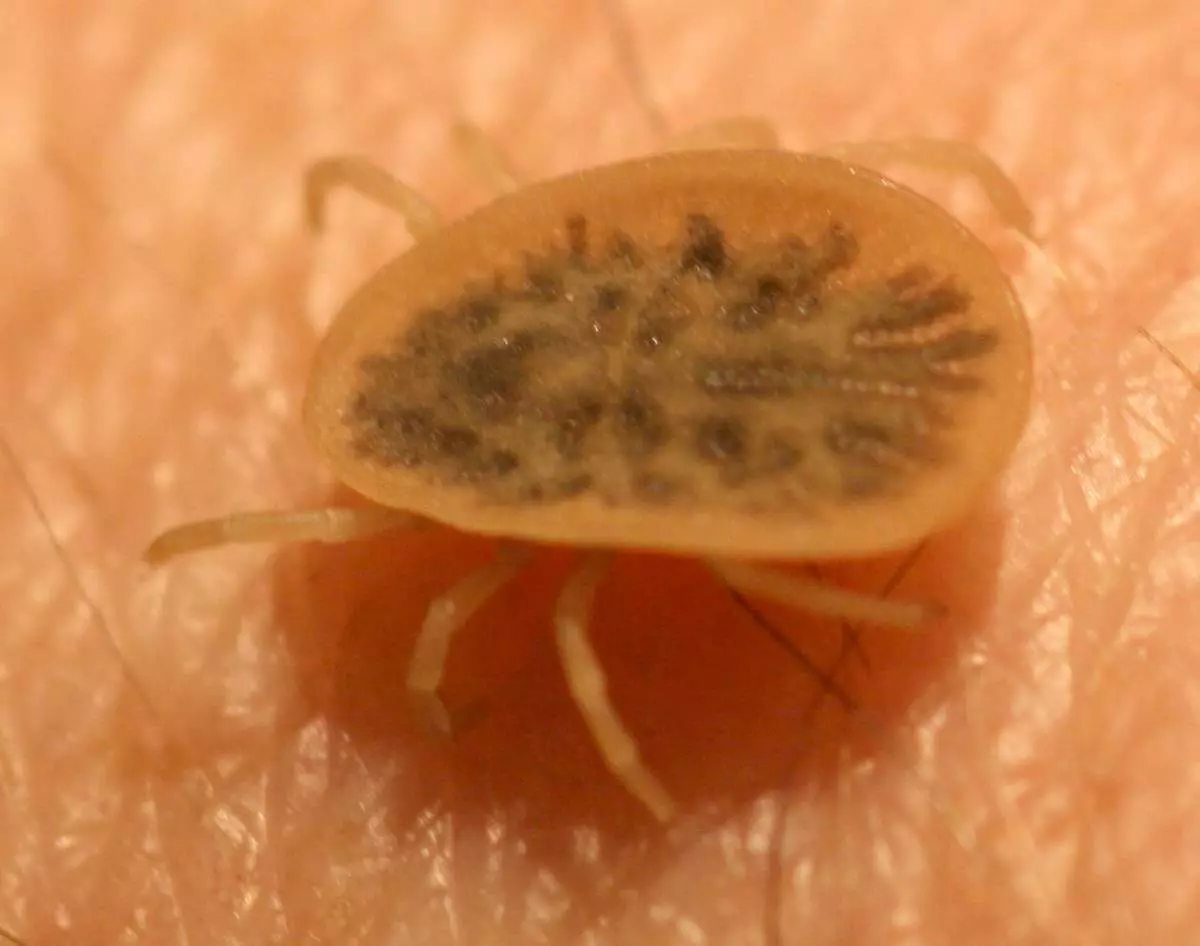 Argas mite (Argasidae).