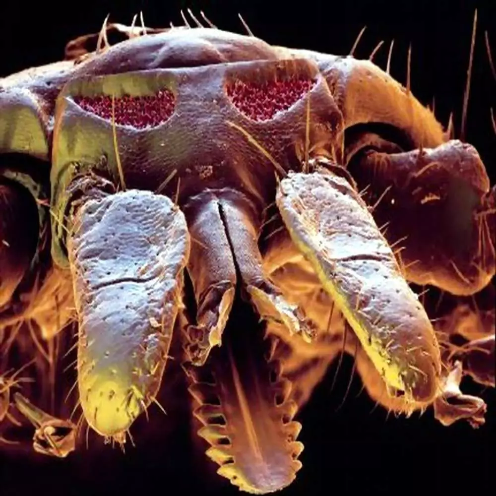电子显微镜下的硬蜱的口腔装置。