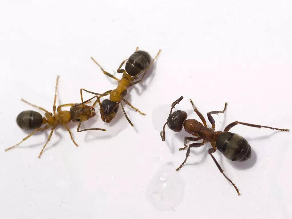 Šumski mravi su grabežljivi insekti. Jedu strvine ili žive mušice ubijajući ih svojim otrovom.