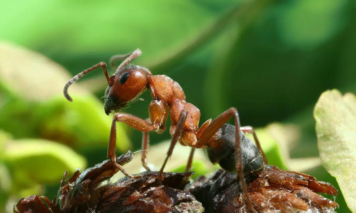 Sireum leuweung jahé mangrupikeun spésiés anu paling umum.