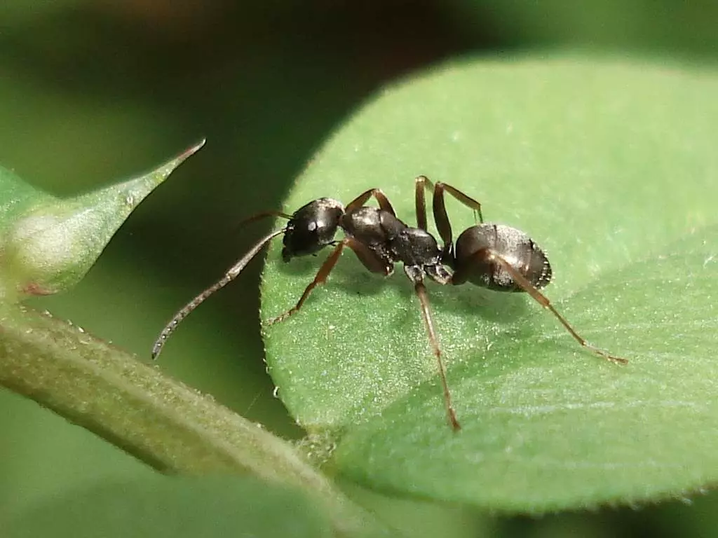 నలుపు-గోధుమ అటవీ చీమ (Formica fusca).