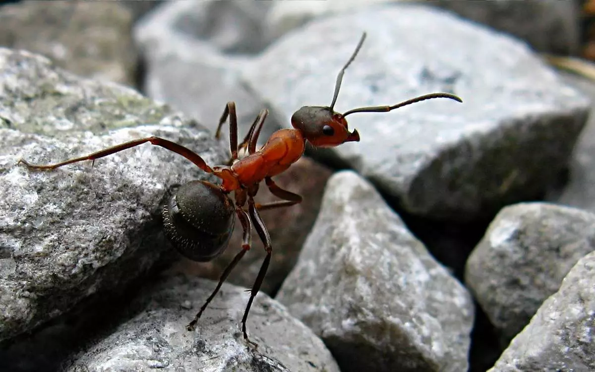 Sireum ngancurkeun hama serangga, tapi sering aranjeunna nyalira janten tuangeun pikeun prédator anu langkung ageung.