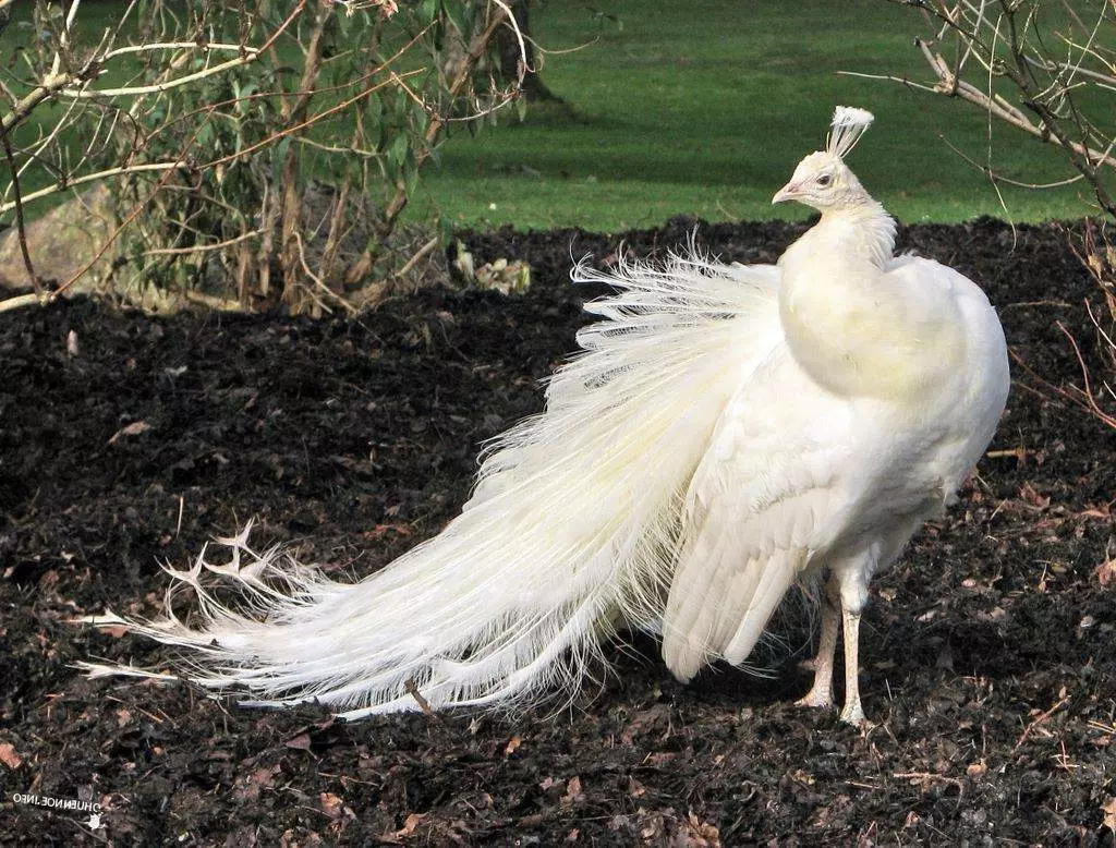 轰动一时：莫斯科动物园出现白孔雀