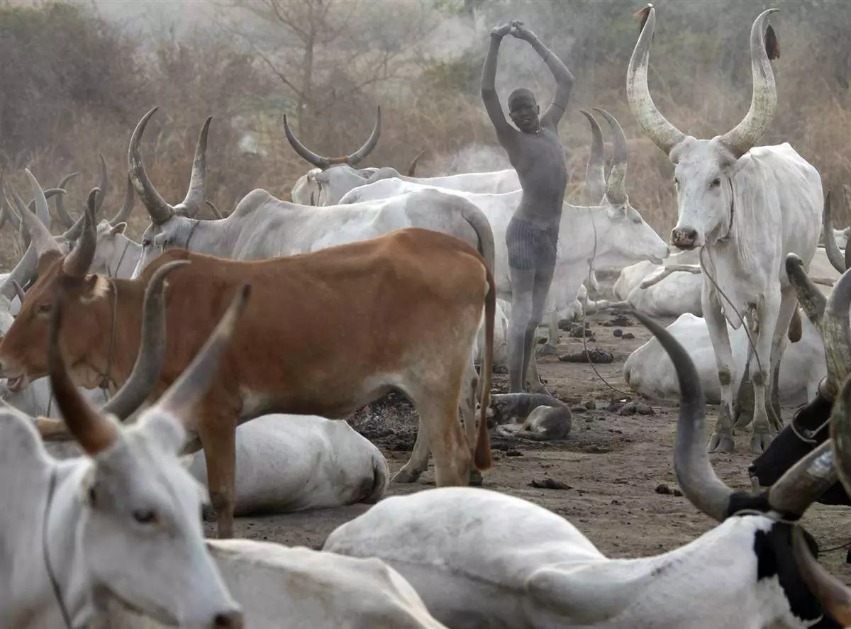 Nas tribos africanas, touros e vacas são mais valorizados do que pessoas.