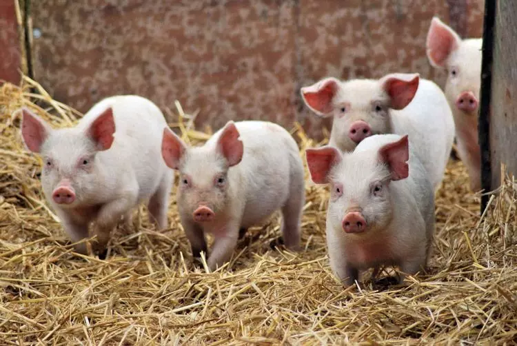 Ħnieżer domestiċi (Sus scrofa domestica).