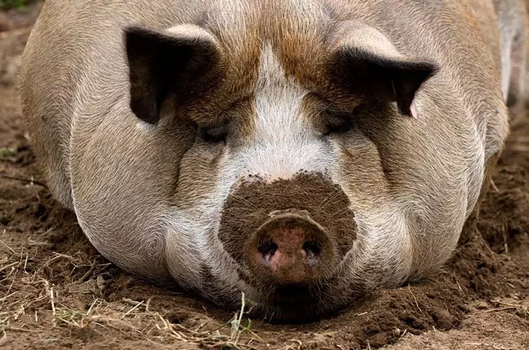 Savremene domaće svinje značajno se razlikuju od divljih svinja.