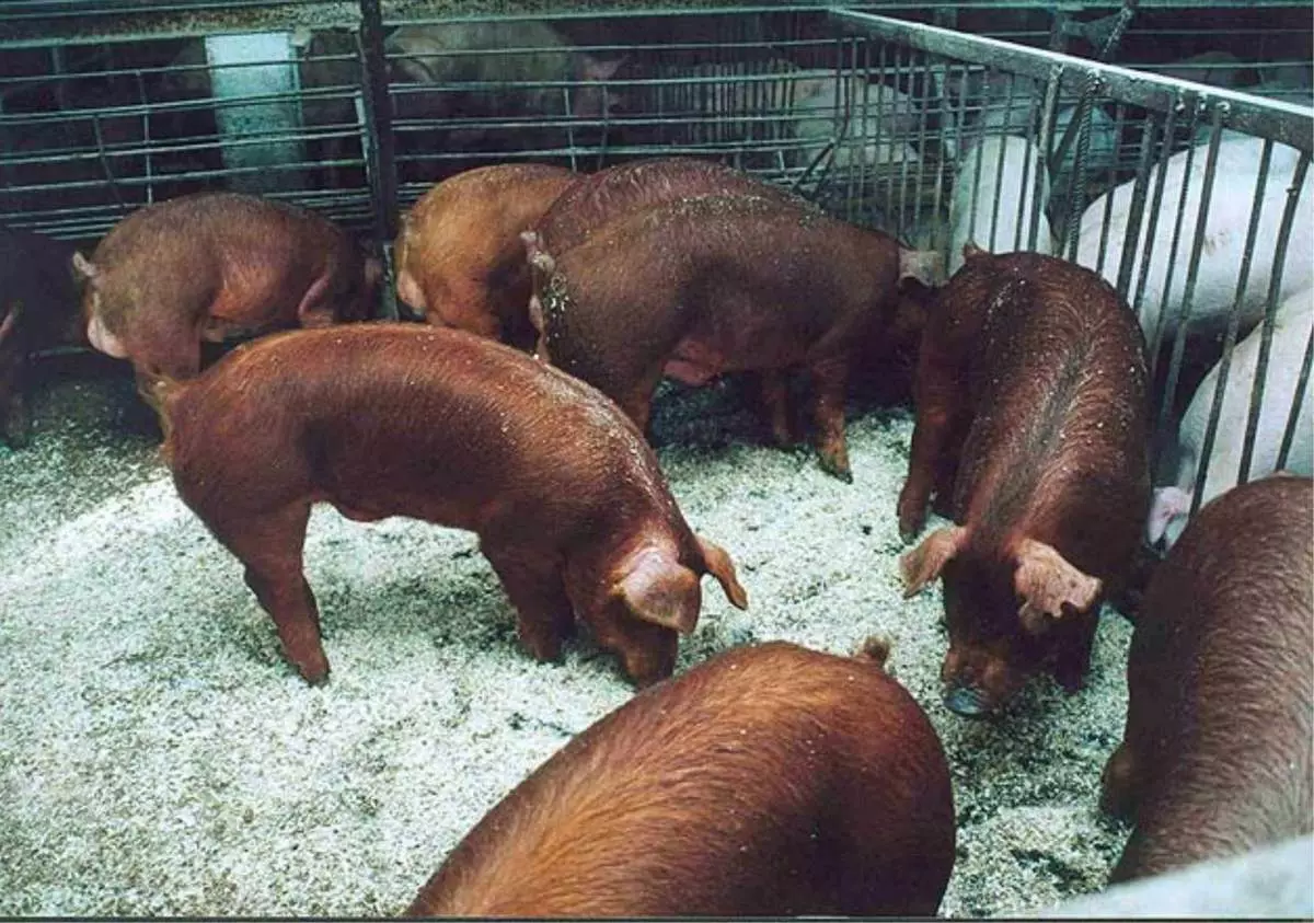 الخنازير Duroc.