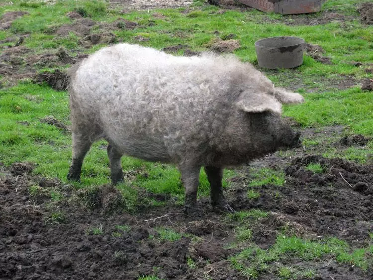 Mangalitsa 是一頭羊毛豬。