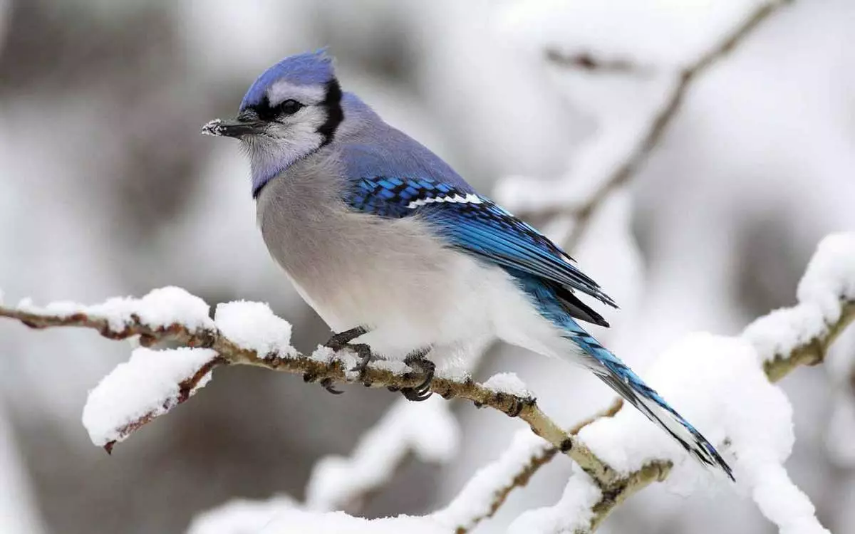 Jay bird: como escolher um nome para ele?