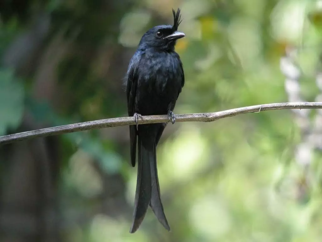 Drongo crestado (Dicrurus forficatus).