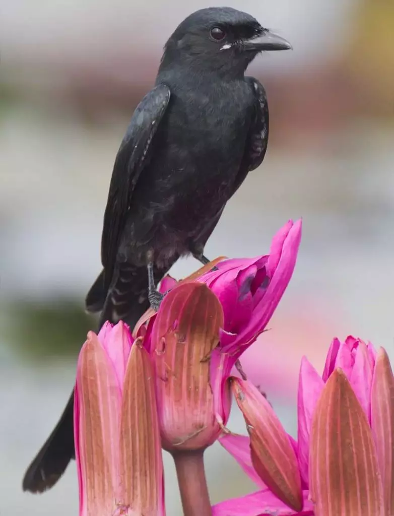 I-drongo emnyama (iDicrurus Paradiseus)