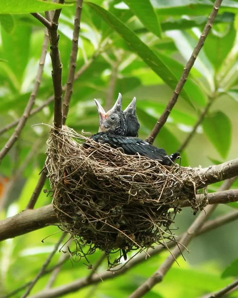 Pollitos de drongo brillantes.