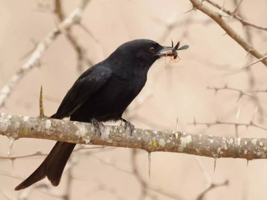 Estas aves tienen una amplia variedad de alimentos.