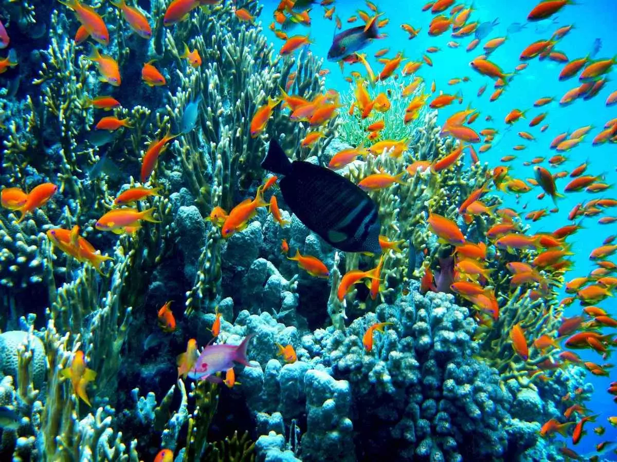 Dunia bawah laut Laut Merah.