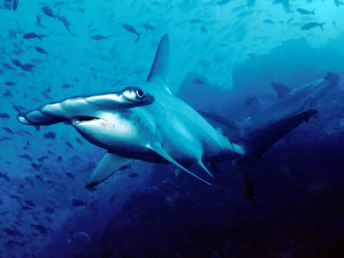 Hiu martil tumbuh dengan proporsi yang sangat besar di Laut Merah.