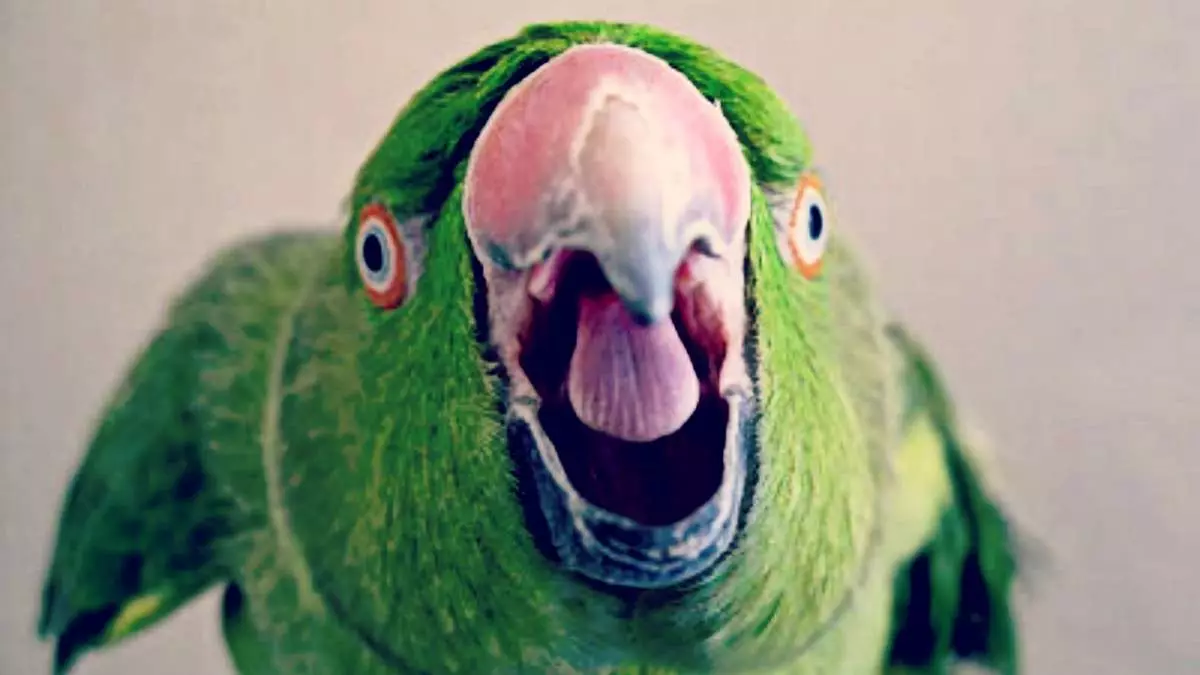 Cacatua pappagallo - foto, descrizione, contenuto, cibo, acquisto