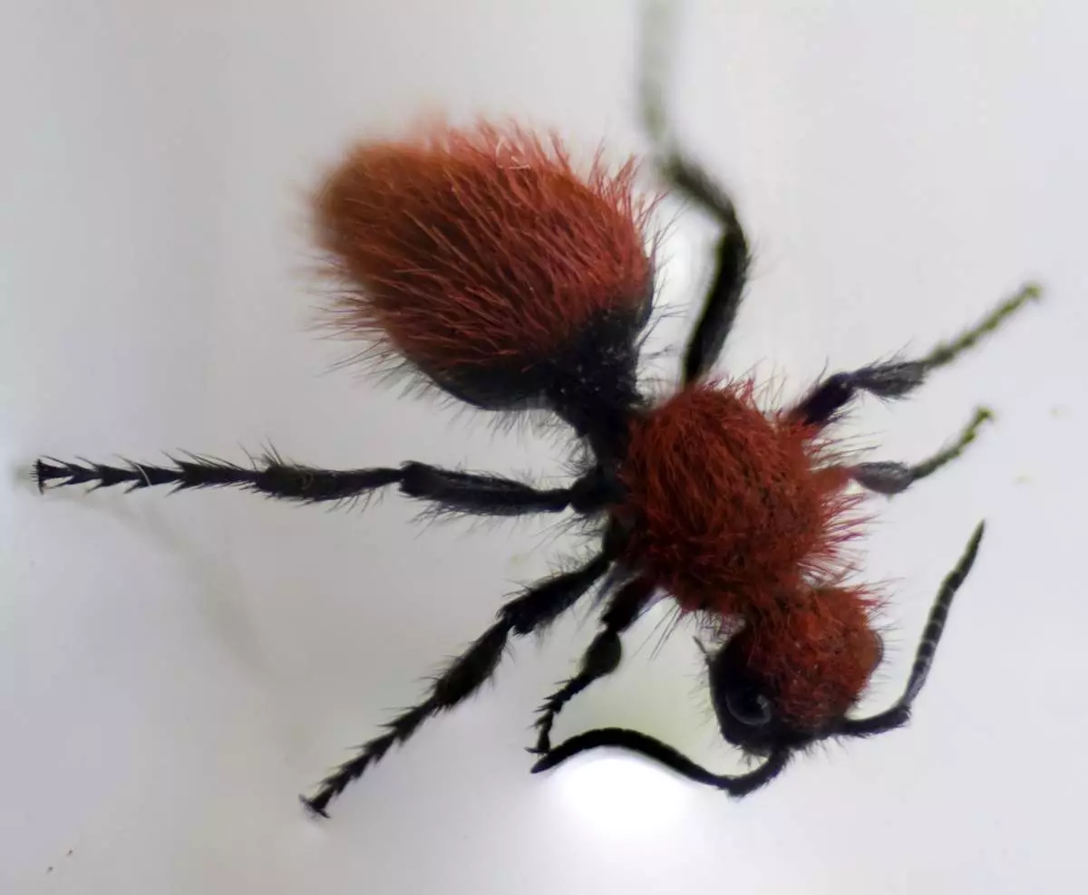 ChiGerman Wasps (Mutillidae).