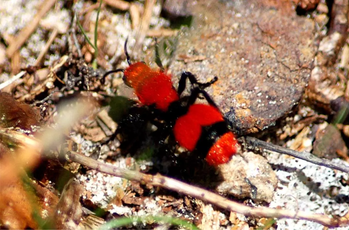 Ruvara rwakajeka rweiyo velvet wasp inotaura nezvehupfu hwayo.