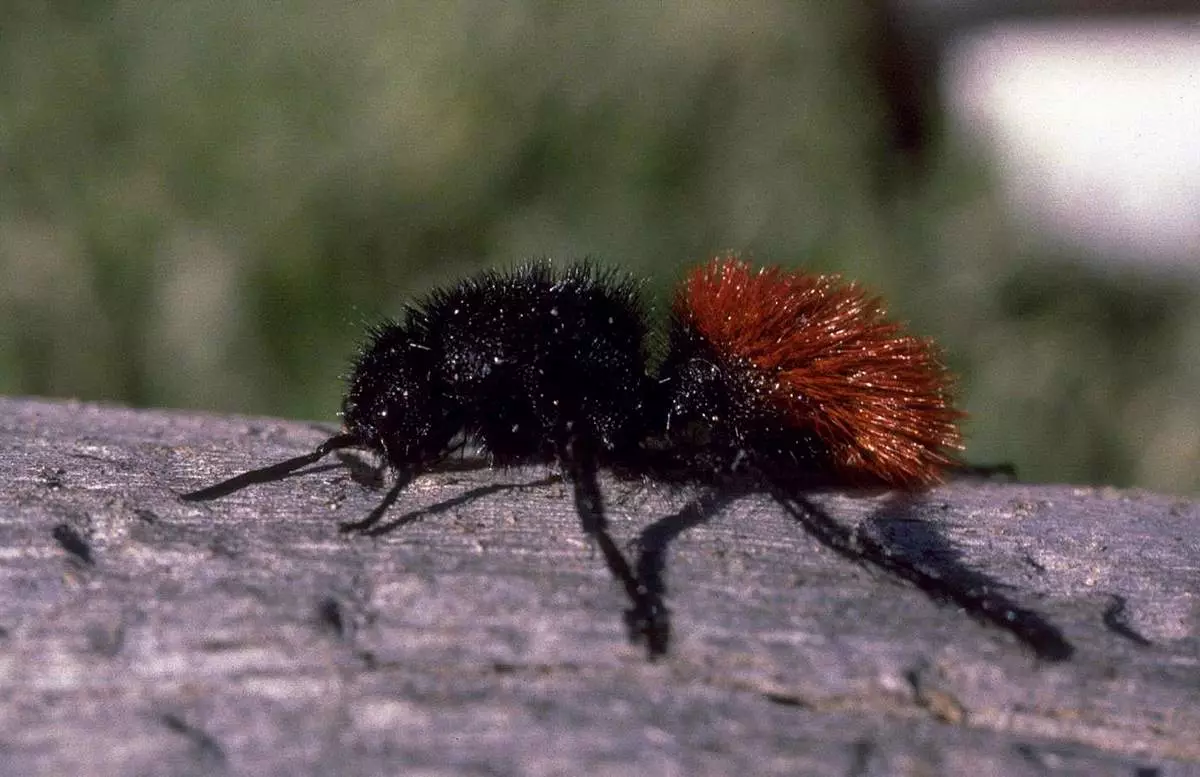 Velvet wasp zvipembenene.